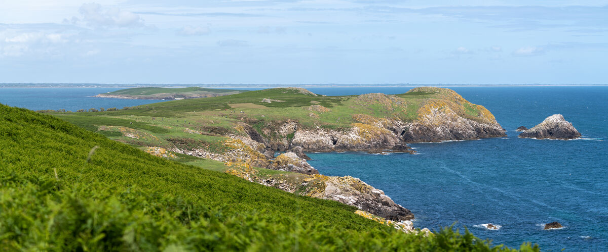 Why a trip to the Saltee Islands in Wexford is one of Ireland's best ...