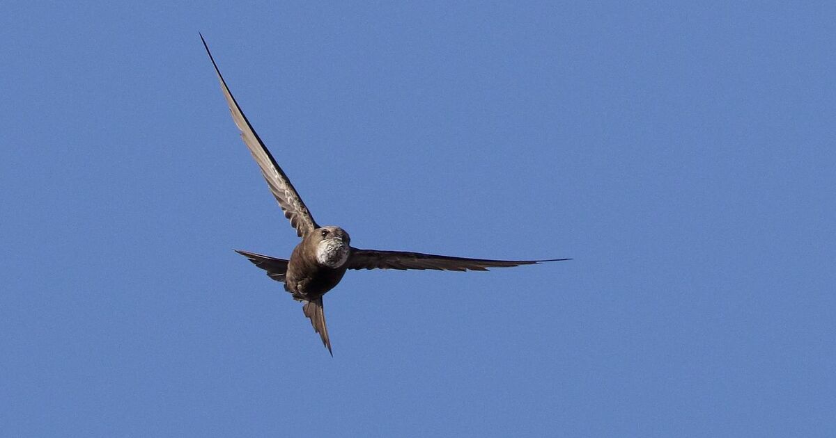 How we can help declining Swifts — the birds who sleep in the sky
