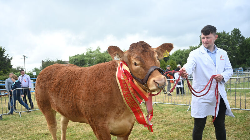 The crown jewel of the beef rings