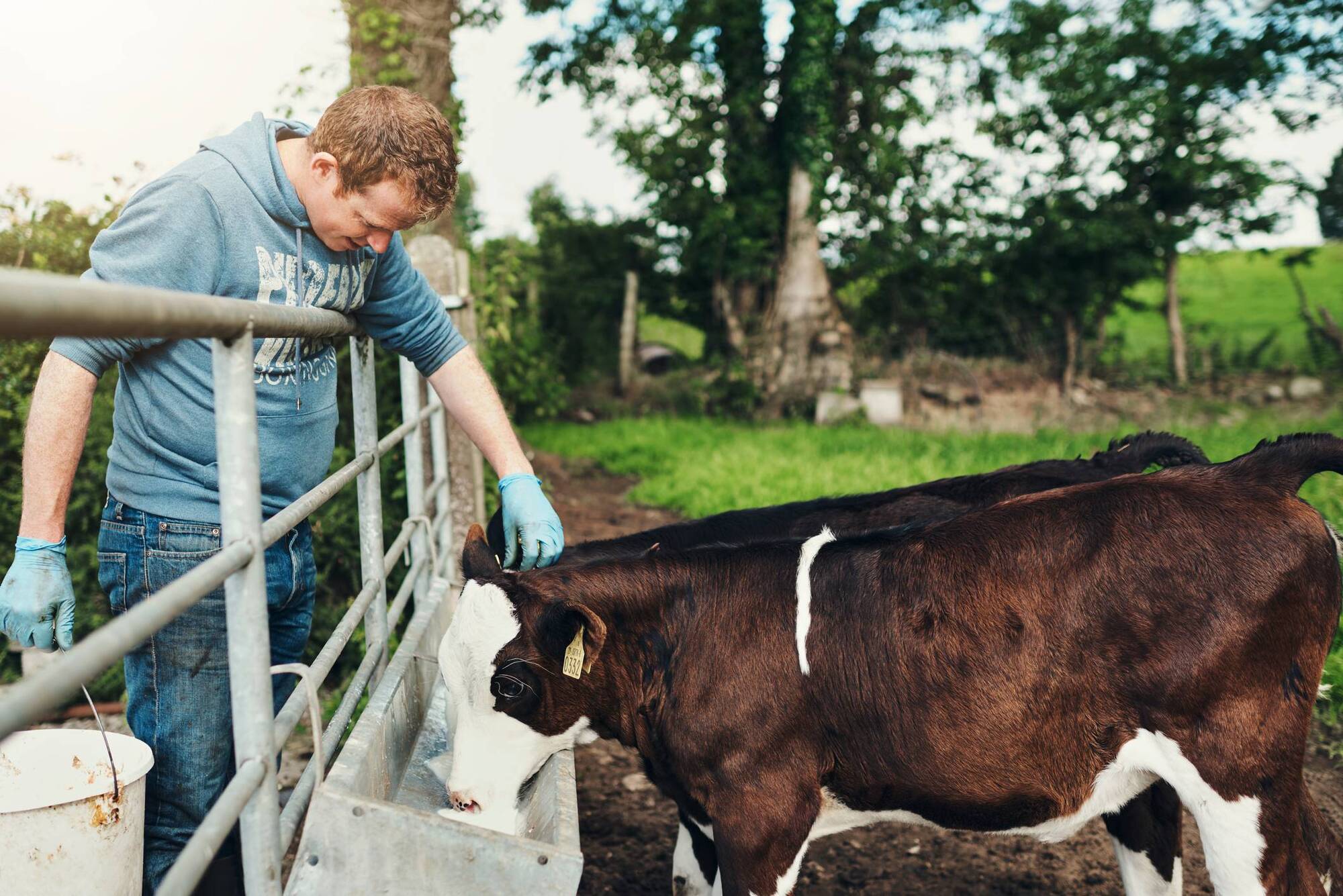 A closer look at profitable dairy-calf-to-beef systems