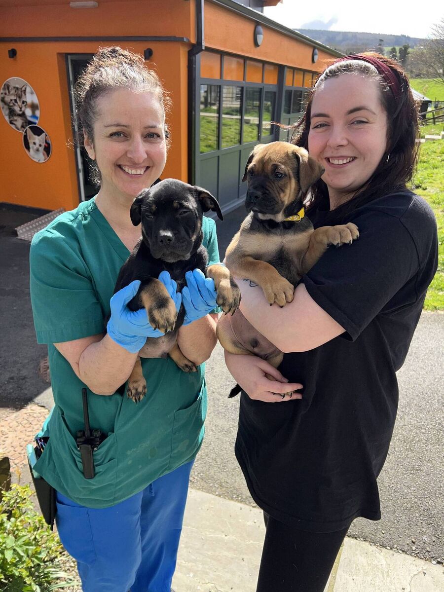 TV and Streaming Highlights: Ancient Egypt by Train, and a look at Ireland's ancient history ...