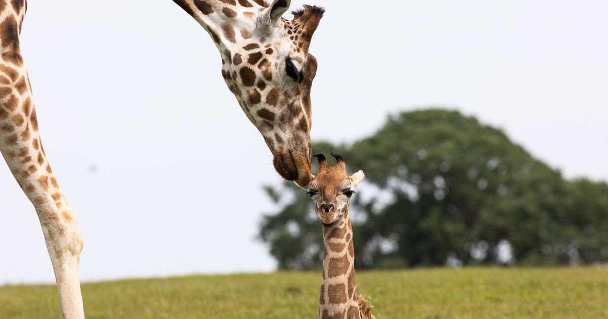 Fota celebrates 40th birthday with news of new baby giraffe