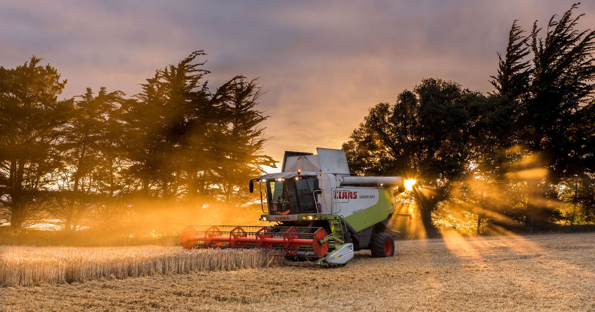 Brian Reidy: Native cereals always good value and the best feed