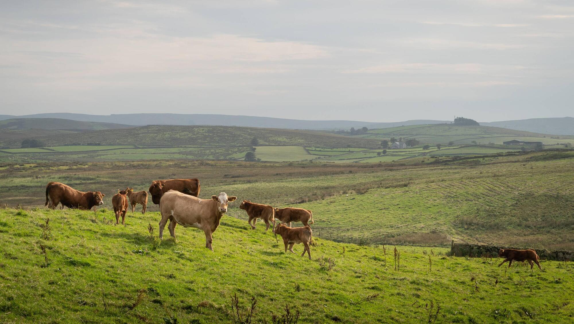 Teagasc appoints new cattle specialist for the south-west