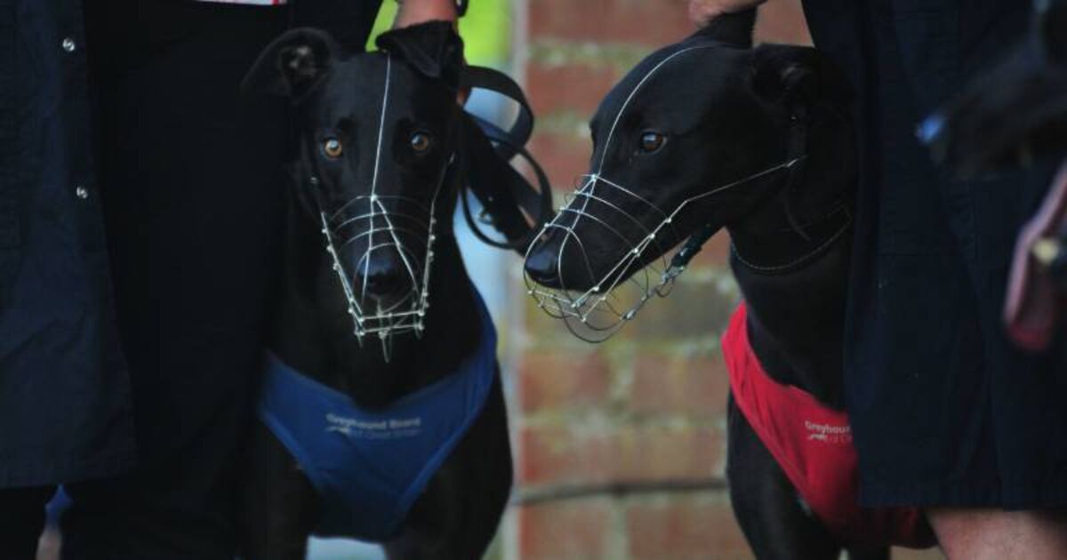 English Derby appearance is the 'stuff of dreams' for Cork's O'Connell ...