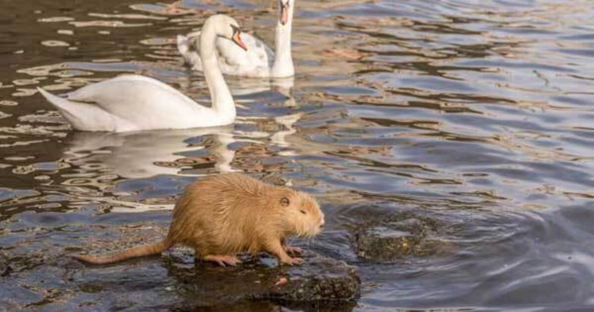 The war of the rodents in Cork