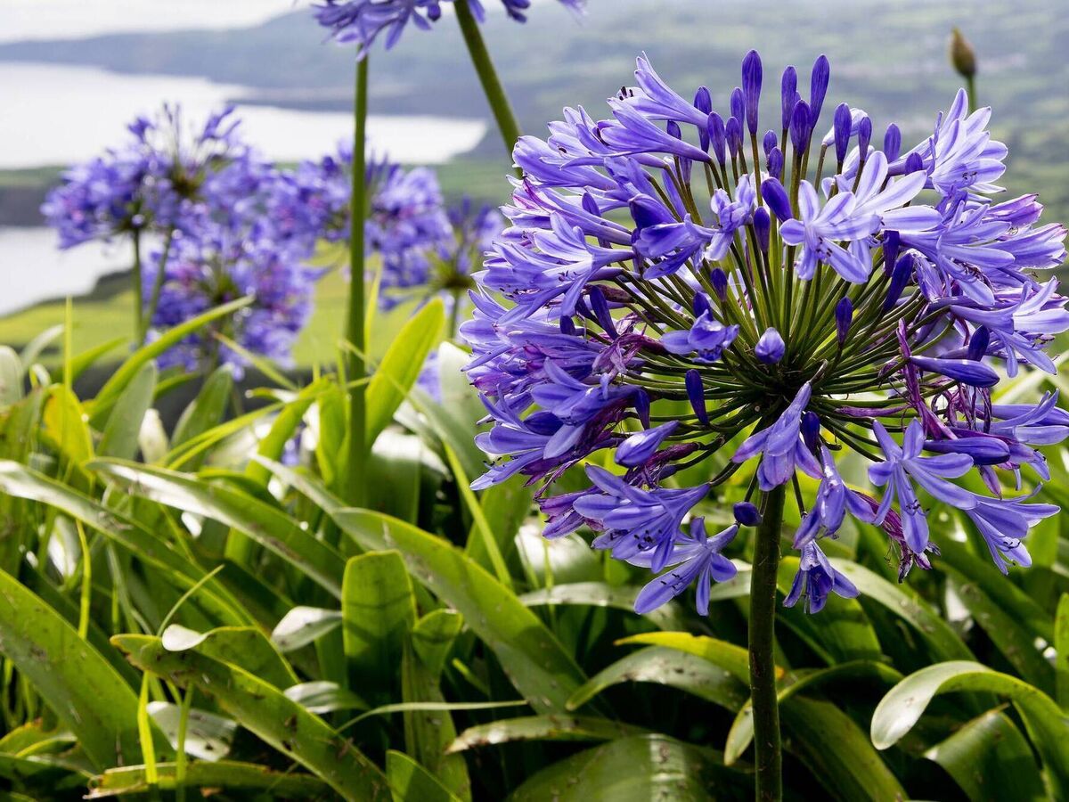 Agapanthus
