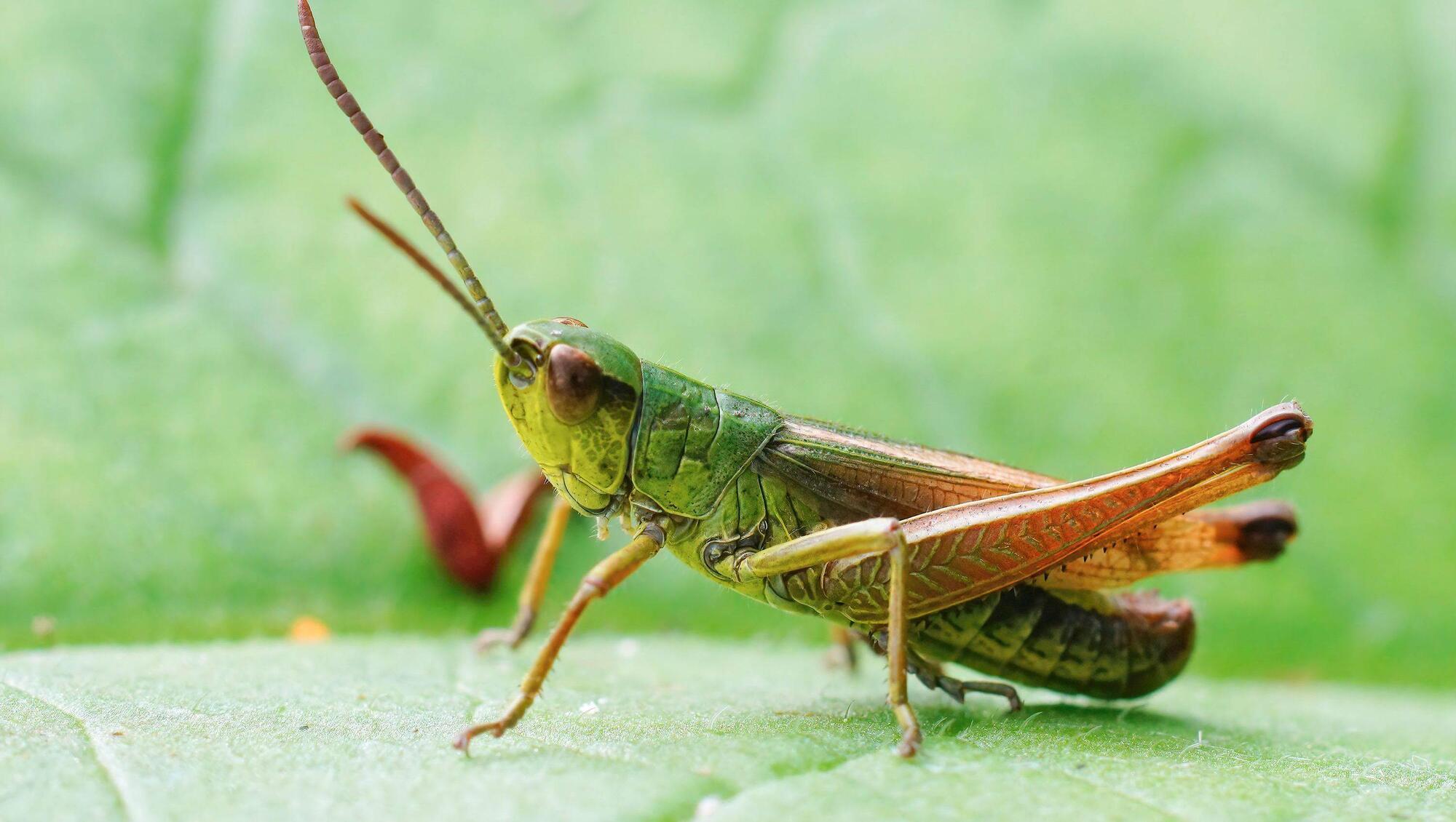 Anja Murray: Grasshoppers and crickets add to the sounds of summer ...