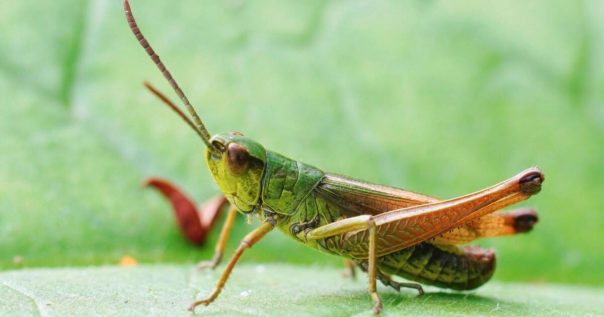 Anja Murray: Grasshoppers and crickets add to the sounds of summer ...