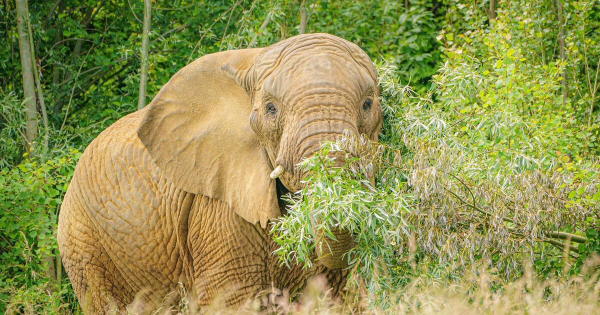 Elephants vary what they eat for dinner each night, study suggests