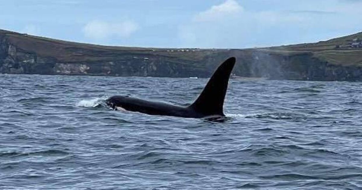 'Fantastic' moment as orcas spotted off Dingle coast