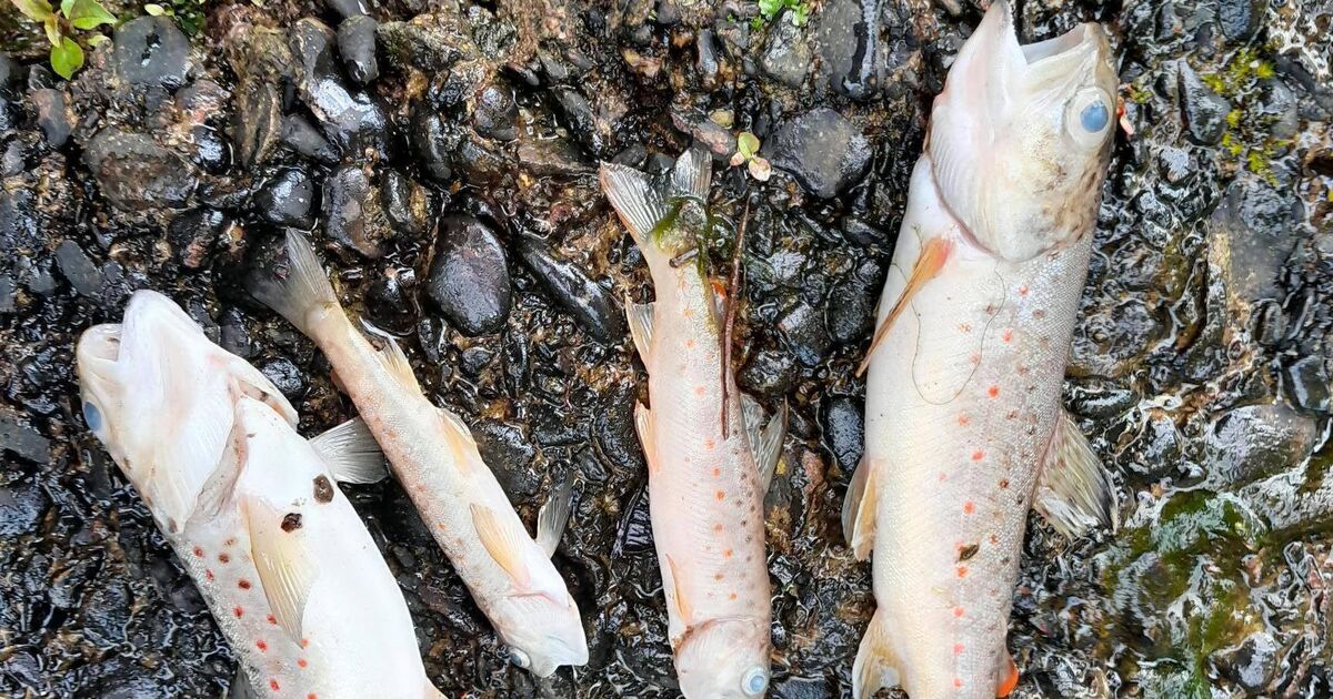 More than 2,000 fish found dead in Cork stream as investigation launched