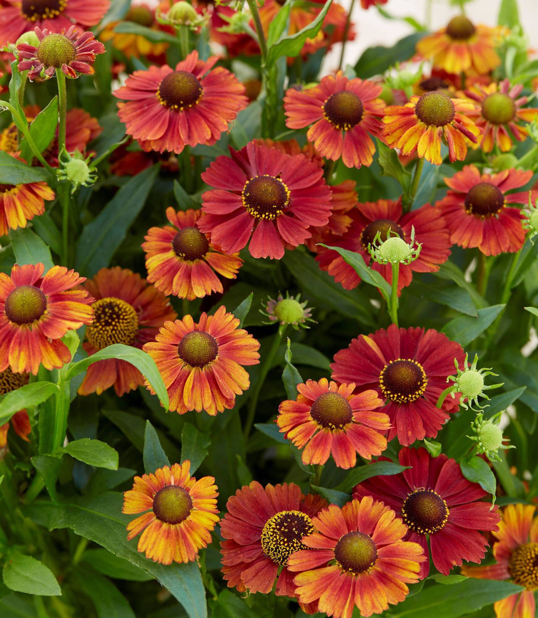 Garden Digest: What to do now to boost your room outside