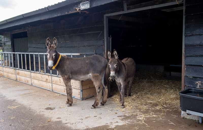 Donkey work: Having your own real-life Jenny is no easy ride