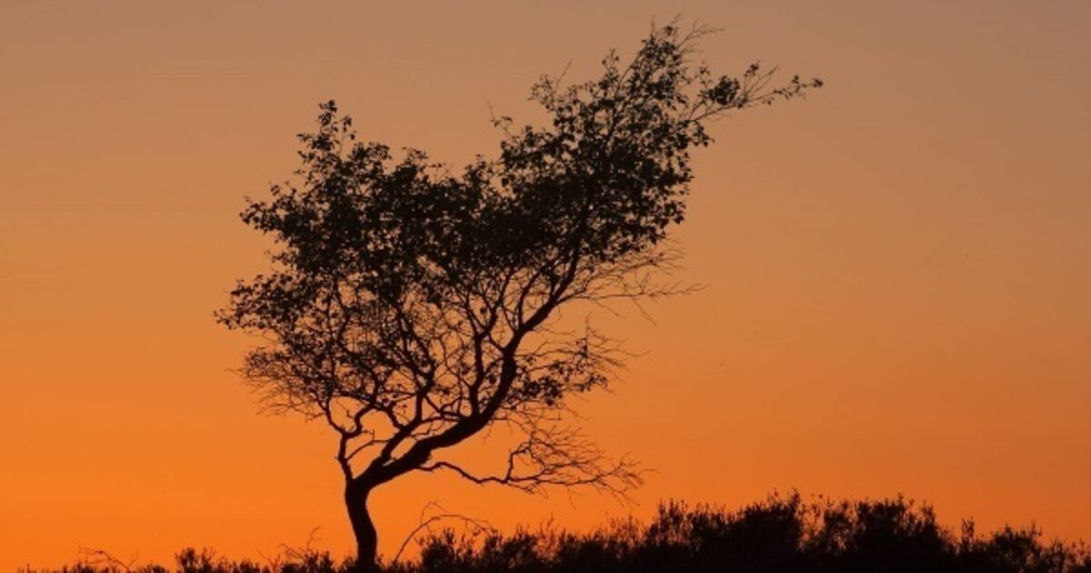 Book of stunning images captures the magic of bogs