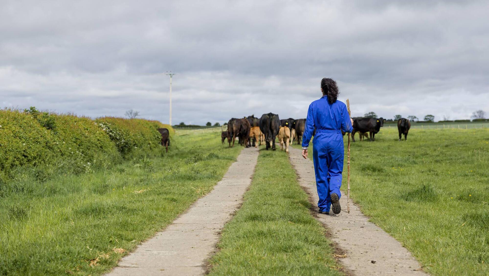€500,000 for cattle handling simulators for use in agri colleges
