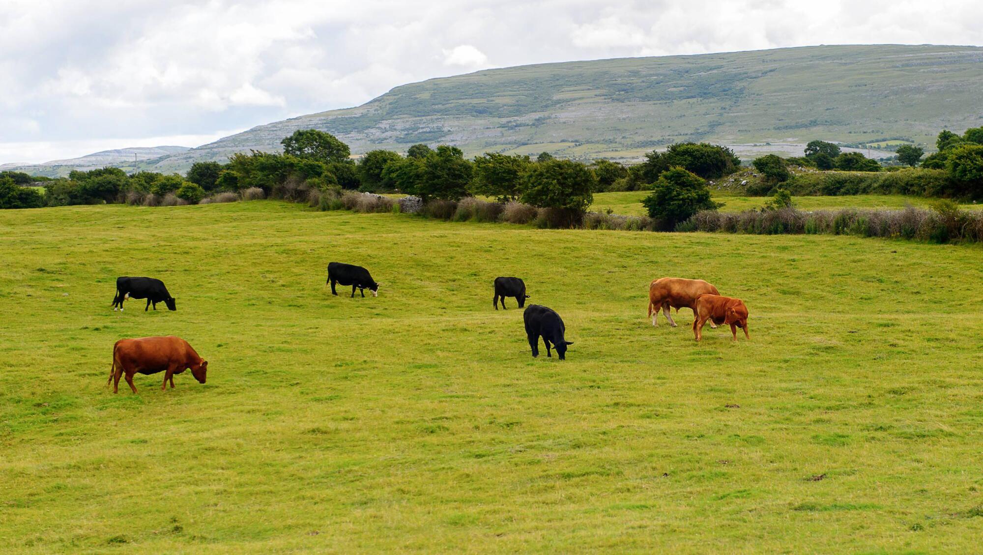 Kepak to hold sustainability walk and information evening on supplier farm