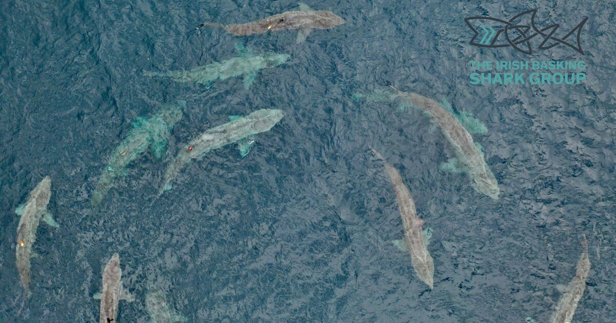 New research sees basking shark lose 'cold-blooded' tag