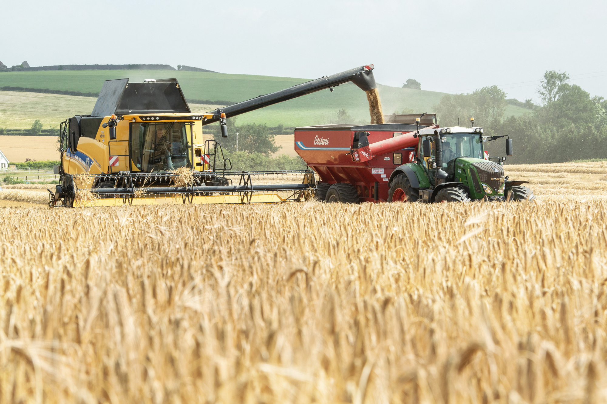Less than 50% of Irish winter barley crop harvested