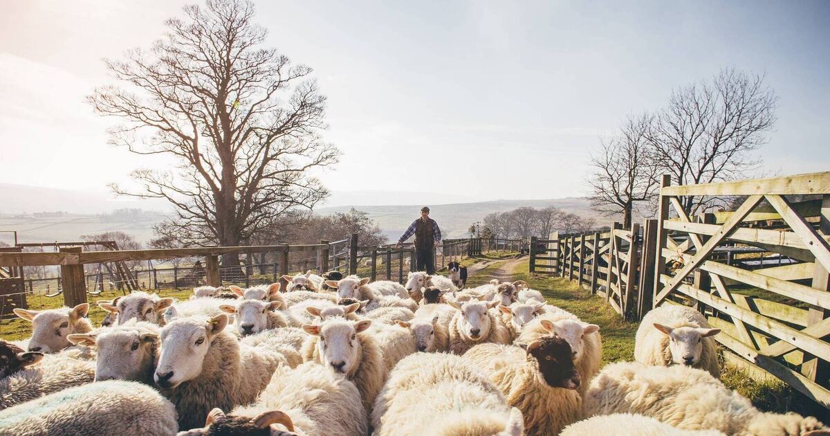The commandments of sheep dosing and the 'trojan ram'