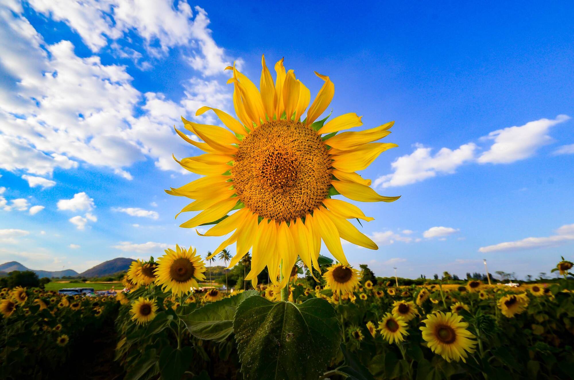 Peter Dowdall: Why sunflowers shine in our autumn gardens