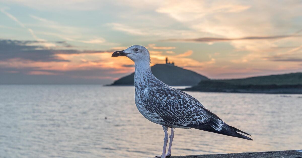 An Atlantic circulation collapse could bring even greater climate chaos ...