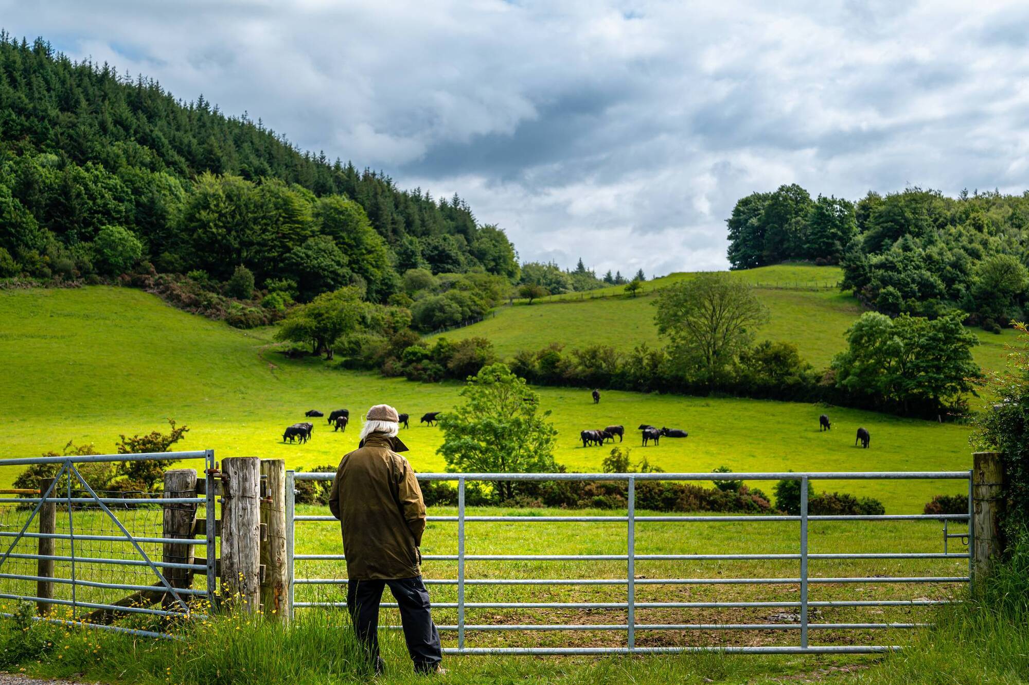 New forestry programme 'a lost opportunity' for farmers