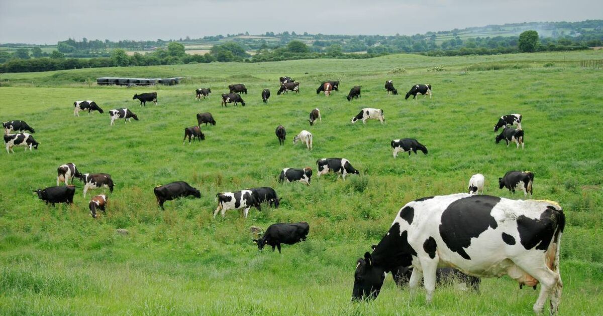 Brian Reidy: Responding to a year of grass issues in the dairy herd