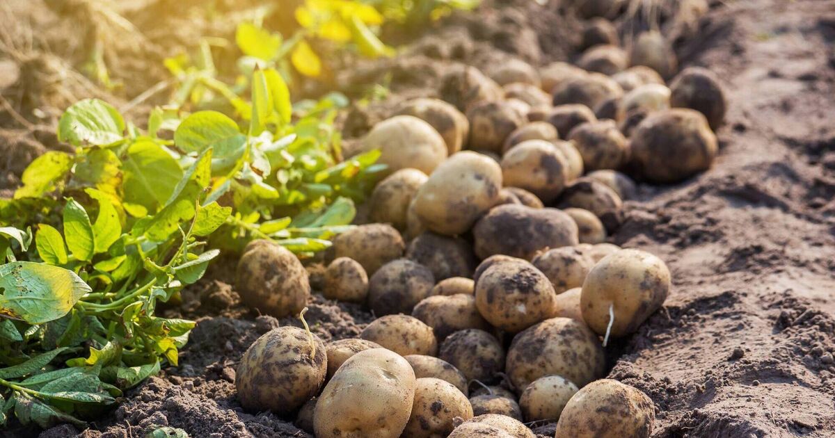 Garden Q&A: How often should I use bluestone on potatoes?