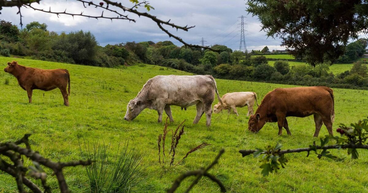 Treating cattle with the right worming products is "essential", expert ...