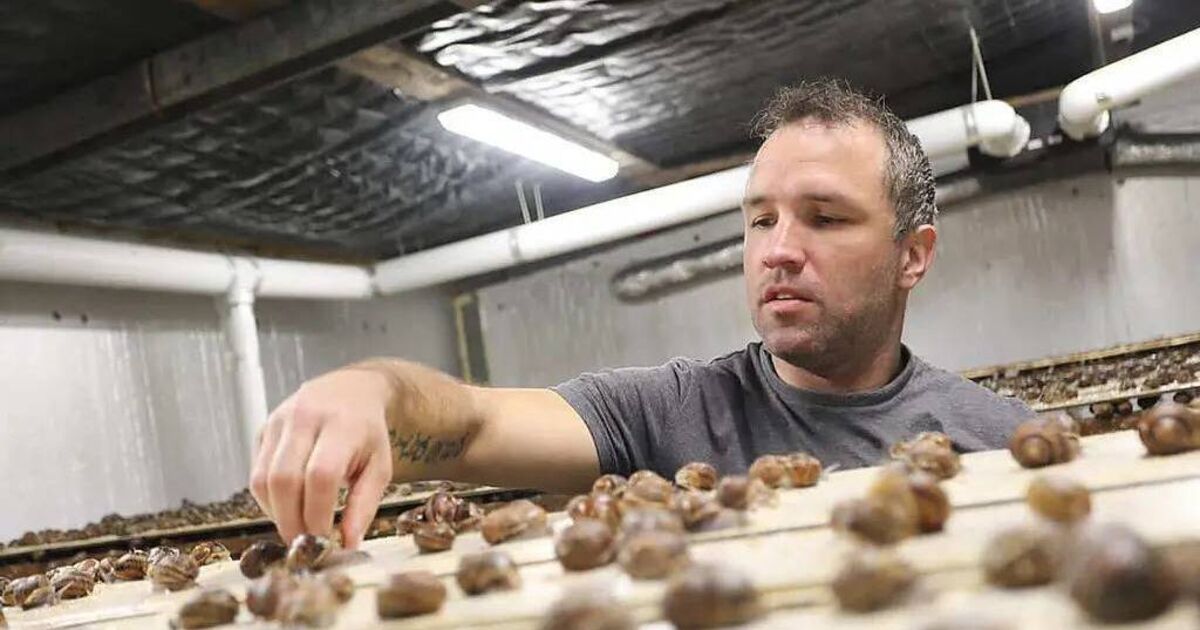 How an Irish beef farmer built a thriving snail farm