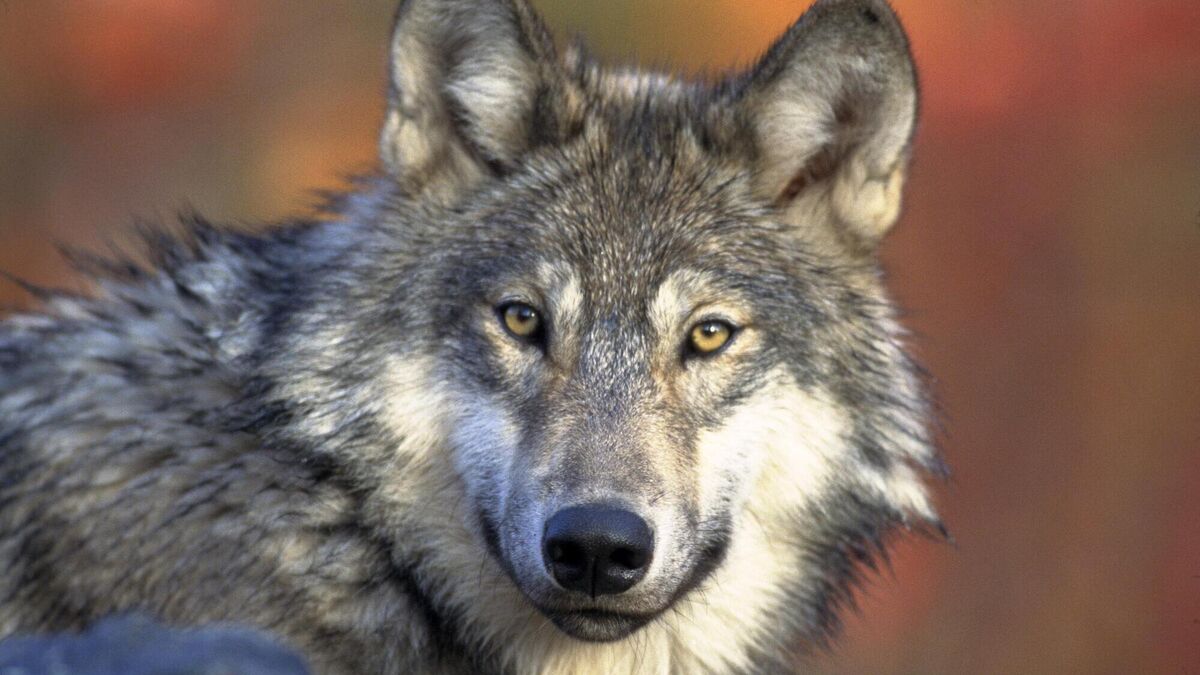 Should we bring wolves back into Ireland?