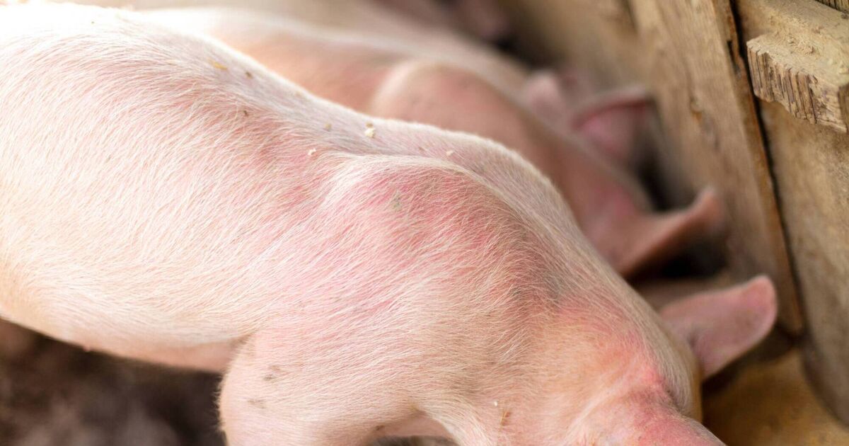 Number of pigs slaughtered down over 10%