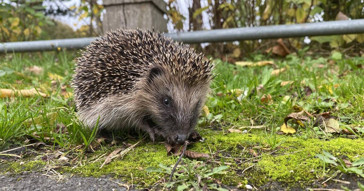 Handling hedgehogs and carrying cats: Pete the Vet answers your animal ...