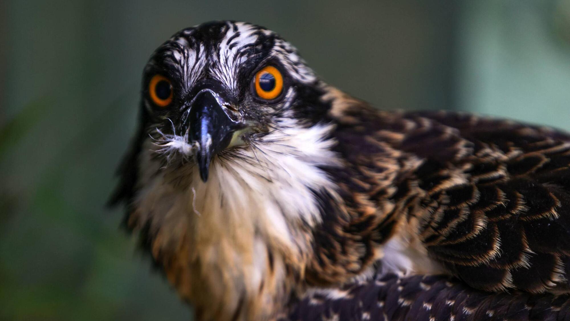 First osprey chicks released into wild after over a century of extinction