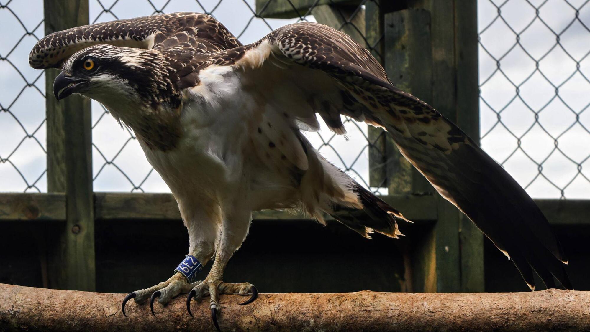 Watch: Osprey chicks released into the wild