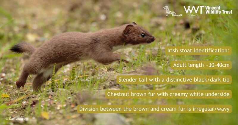 Anja Murray: If you manage to spot a stoat, let the first-ever Irish ...