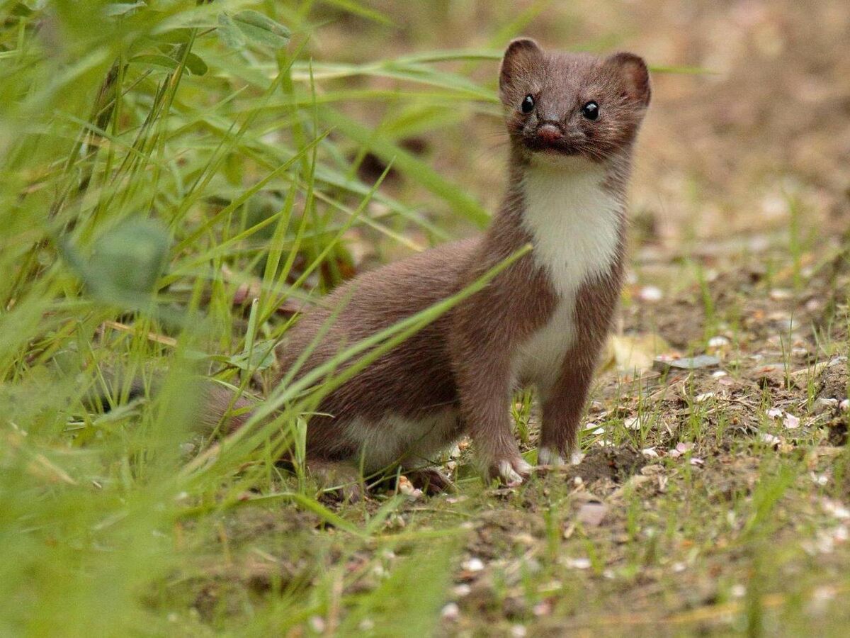 Stoat