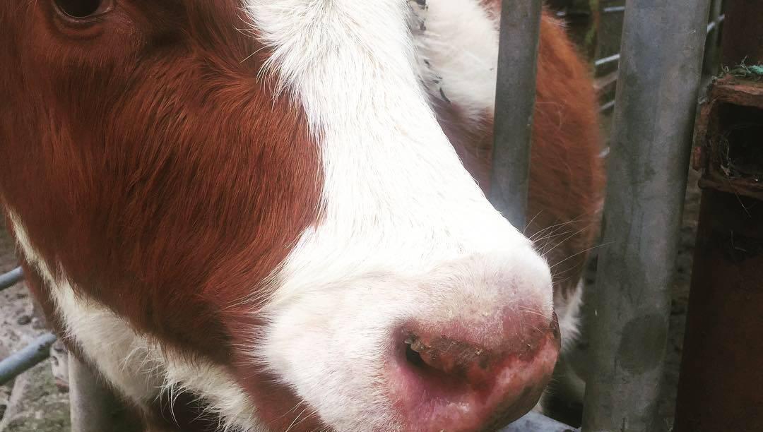 How St John’s Wort can cause sunburn in cattle
