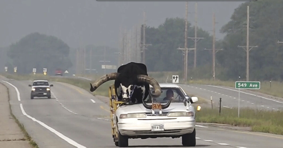 Watch: Police pull over vehicle with giant bull riding in passenger seat