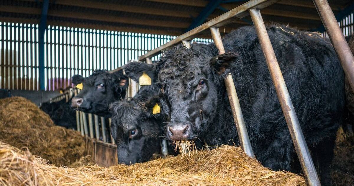 Brian Reidy: Beef finishing efficiency to optimise your returns