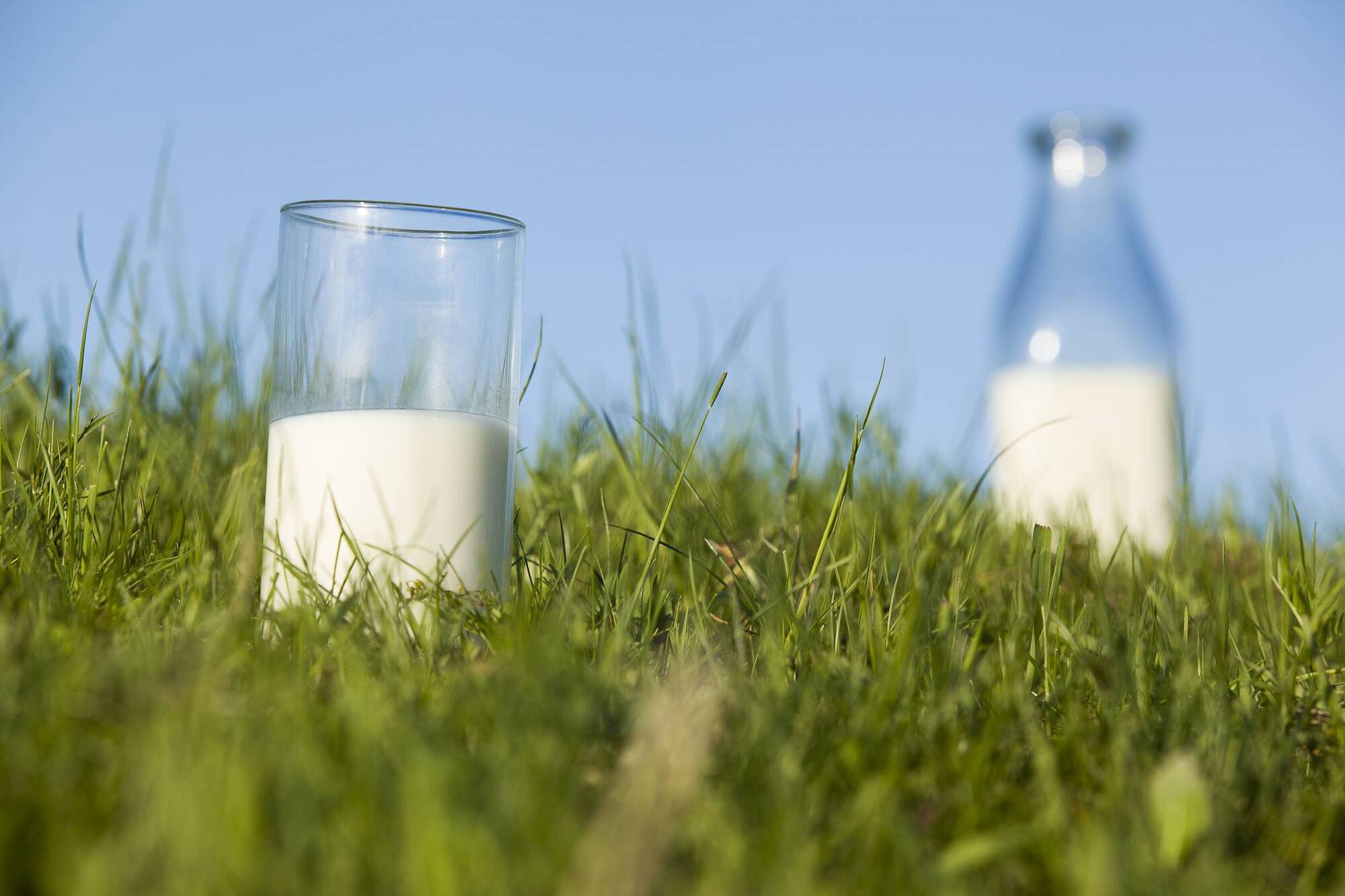 Comprehensive study finds Irish grass-fed cows produce more nutritious milk