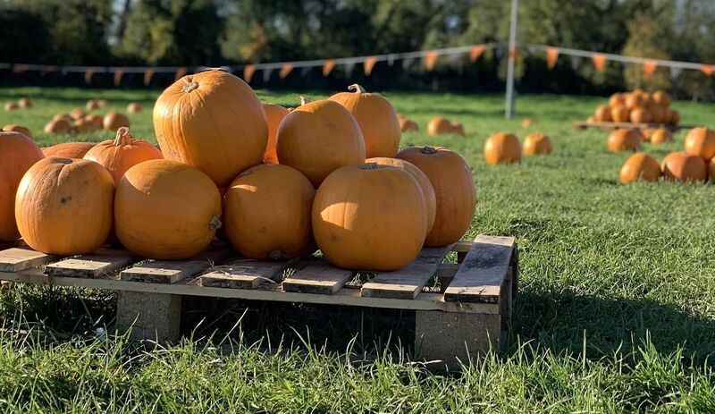 Your guide to where to pick your own pumpkins across Ireland this year