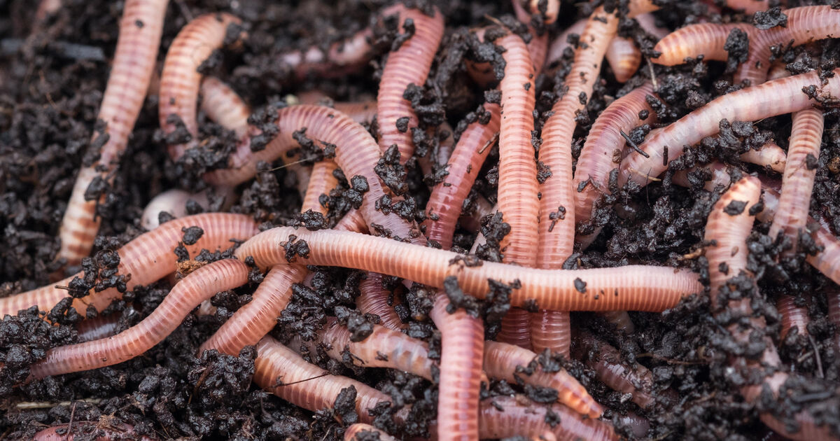 What is a wormery and how does it help gardeners?