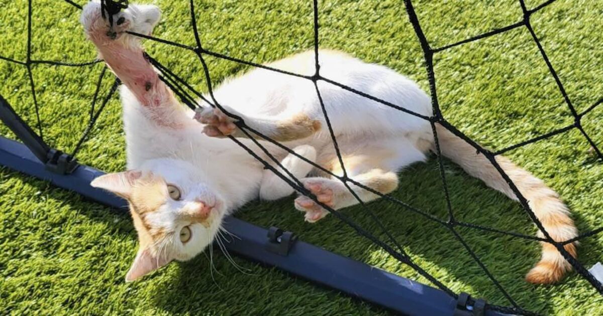 DSPCA appeals to clubs and schools to remove goal nets to protect animals