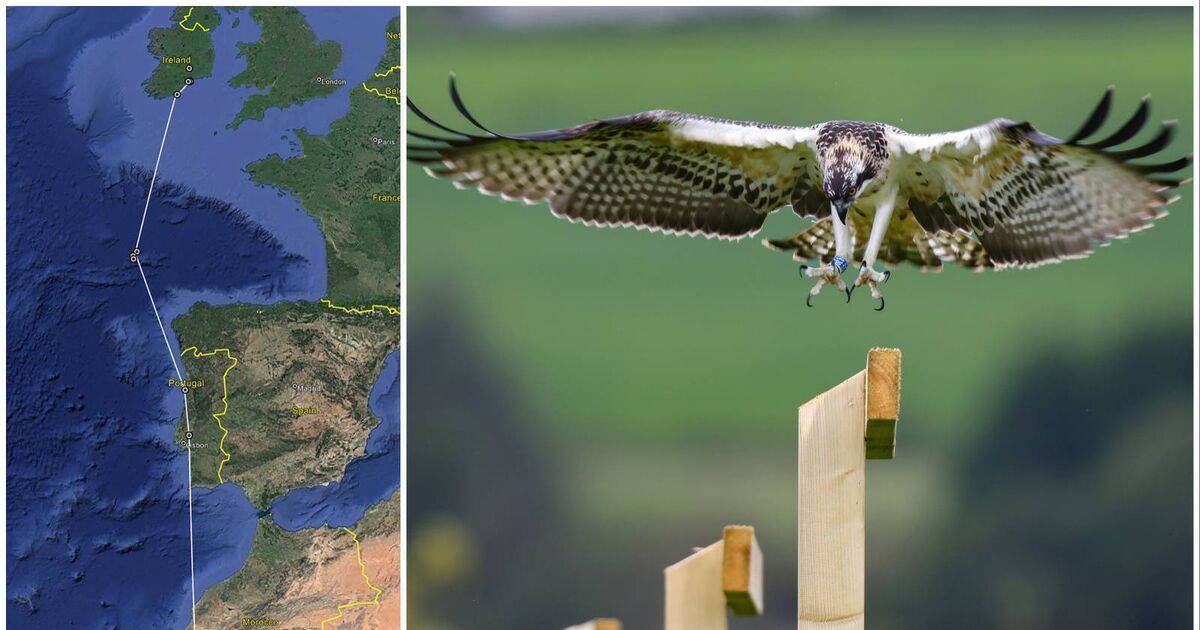 From Dungarvan to Africa — one of the Osprey chicks released here has ...