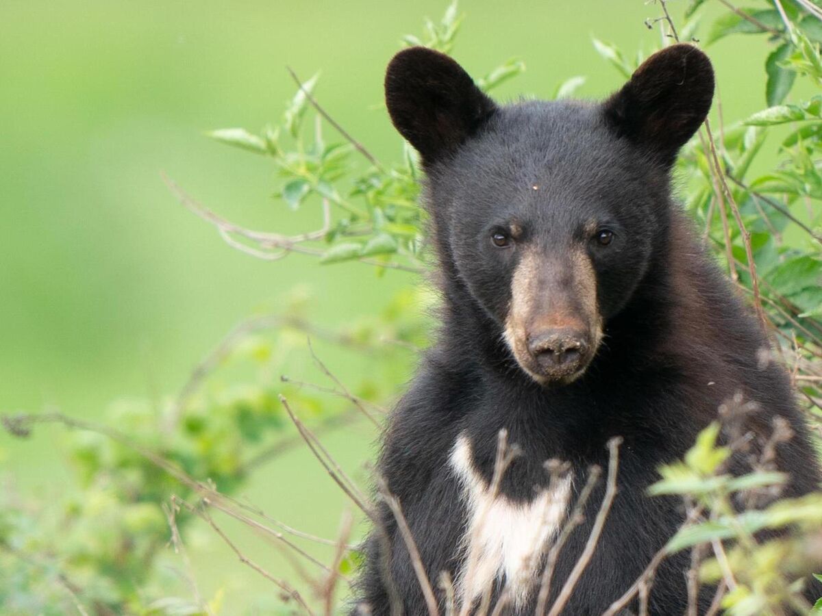 Mexican Black Bear