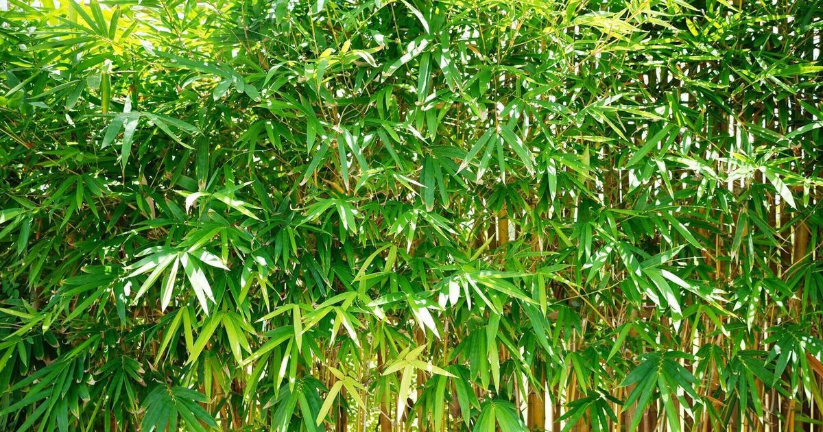 Garden Q&A: When I cut bamboo in my lawn it sprouts up again. What can ...