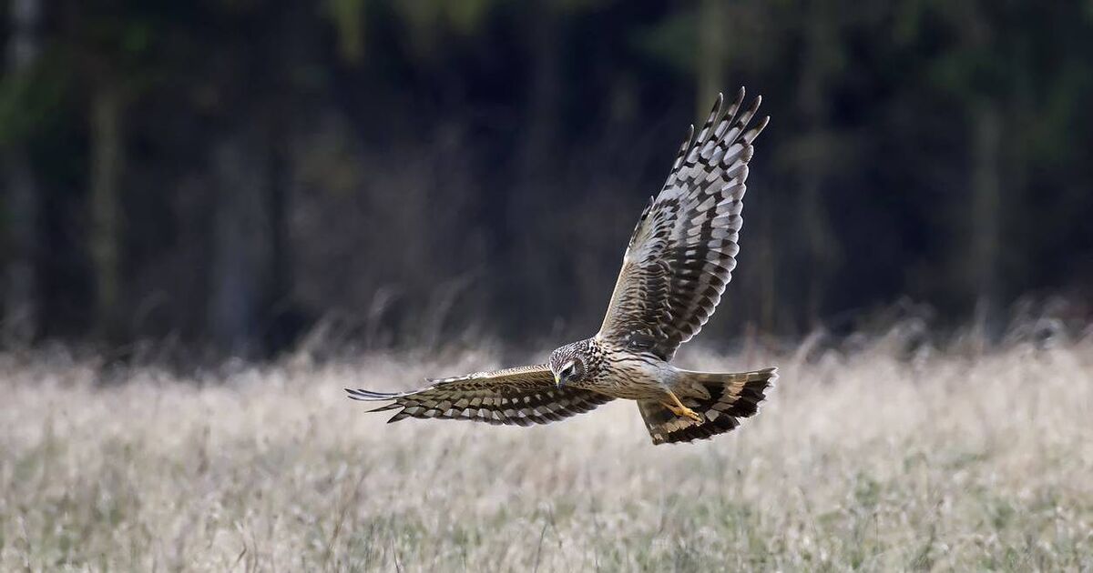 Harrier land ineligible for forestry grants