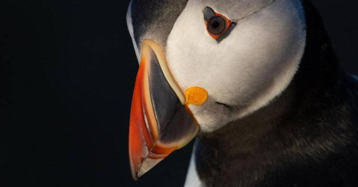 Richard Collins: Valuable information from trackers on puffin legs